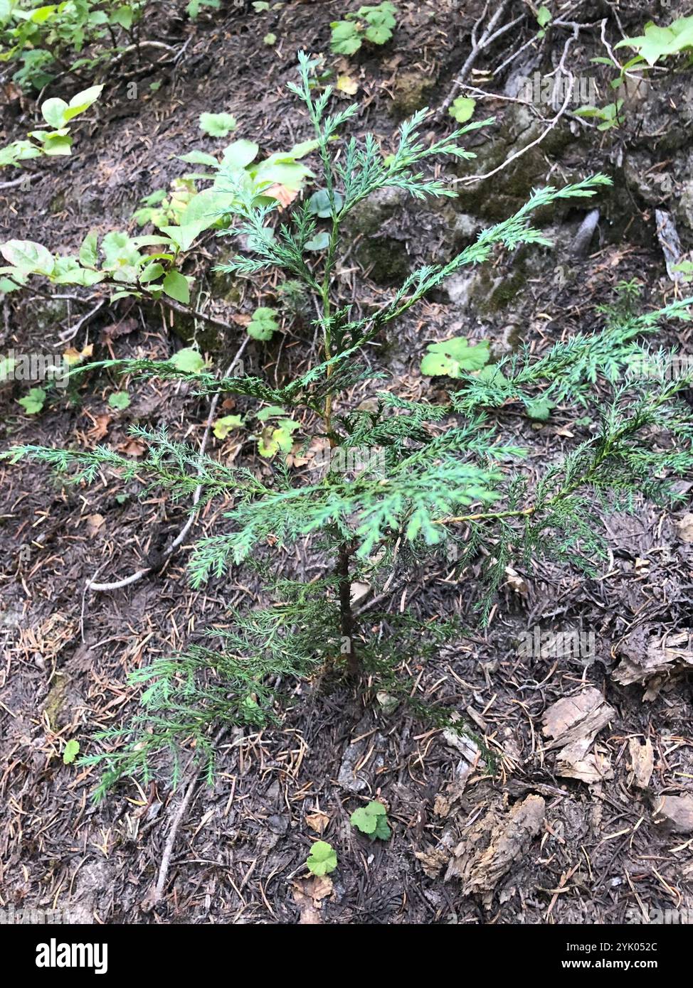Alaska yellow cedar (Callitropsis nootkatensis Stock Photo - Alamy