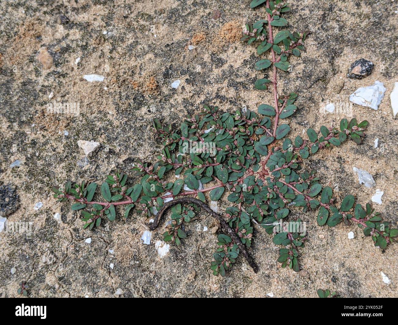 Spotted spurge (Euphorbia maculata Stock Photo - Alamy