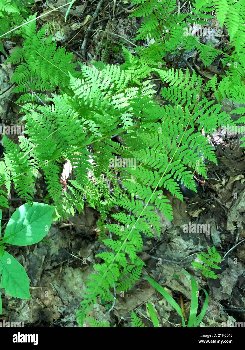 Cystopteris bulbifera hi-res stock photography and images - Alamy