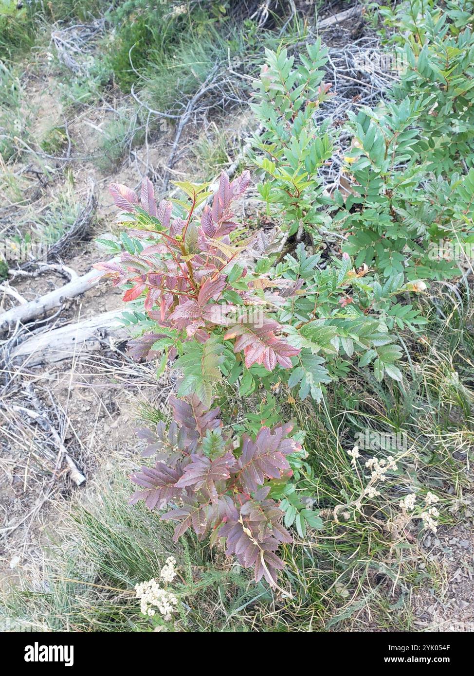 Sitka Mountain-Ash (Sorbus sitchensis Stock Photo - Alamy