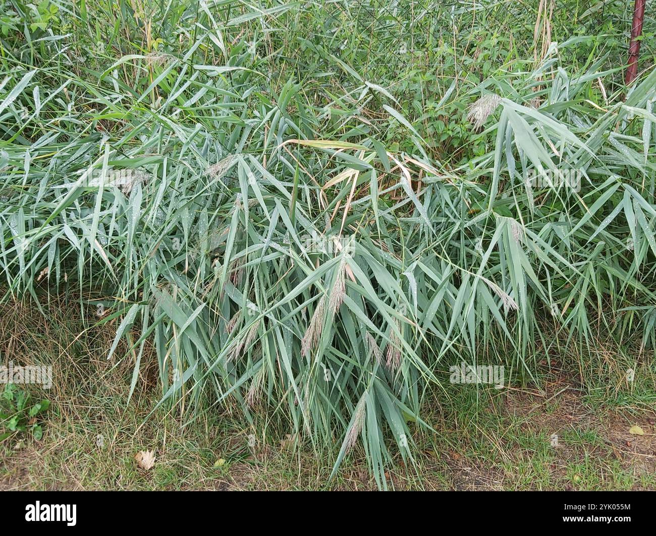 common reed (Phragmites australis Stock Photo - Alamy
