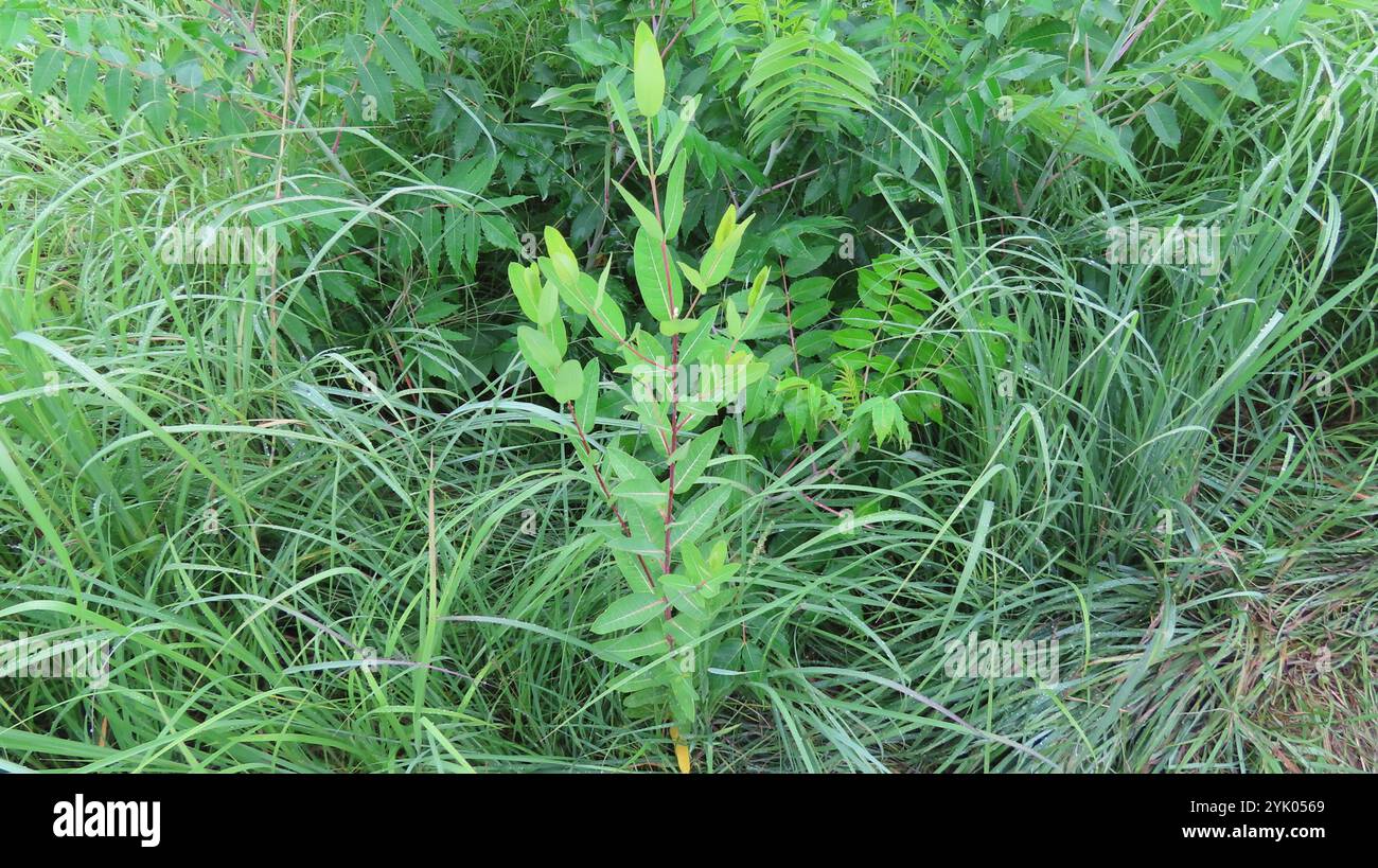hemp dogbane (Apocynum cannabinum Stock Photo - Alamy