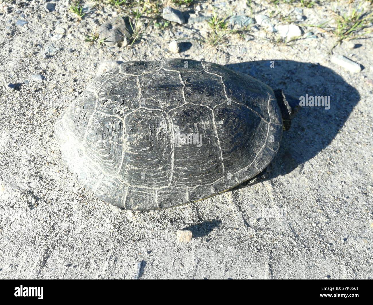European Pond Turtle (Emys orbicularis Stock Photo - Alamy