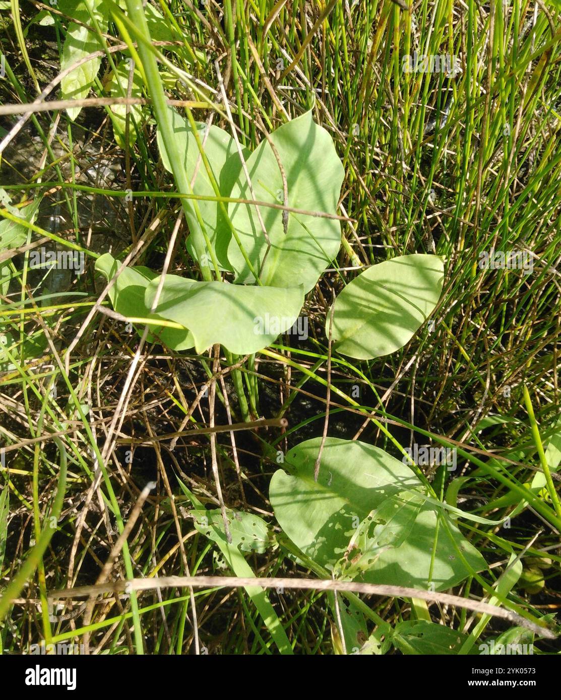 European Water-plantain (Alisma plantago-aquatica Stock Photo - Alamy