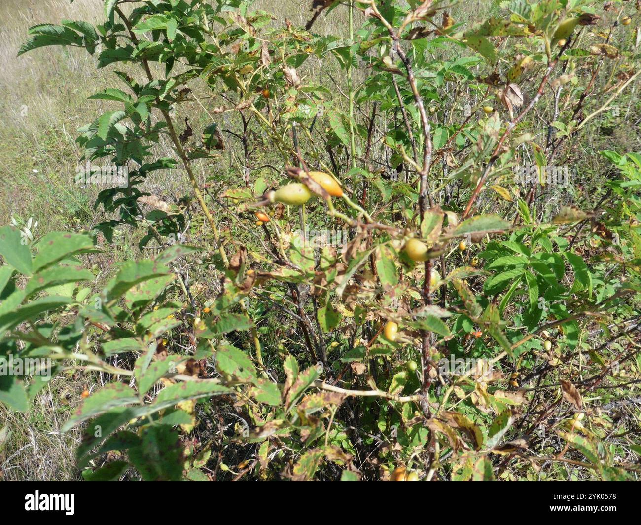 Russian rose (Rosa glabrifolia Stock Photo - Alamy