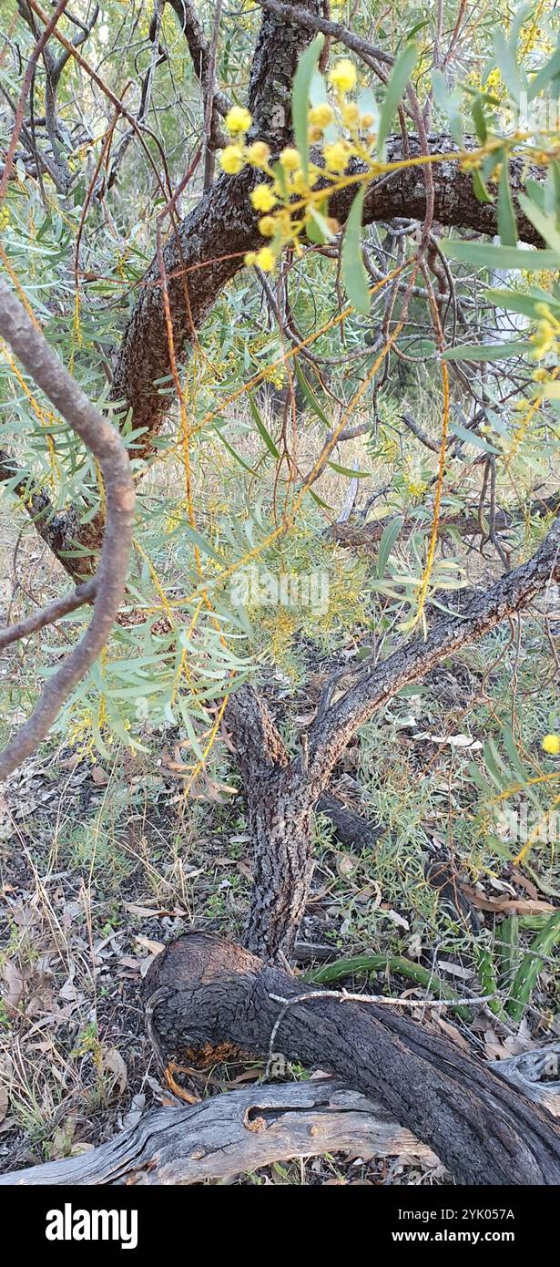 Golden Wattle (Acacia decora Stock Photo - Alamy