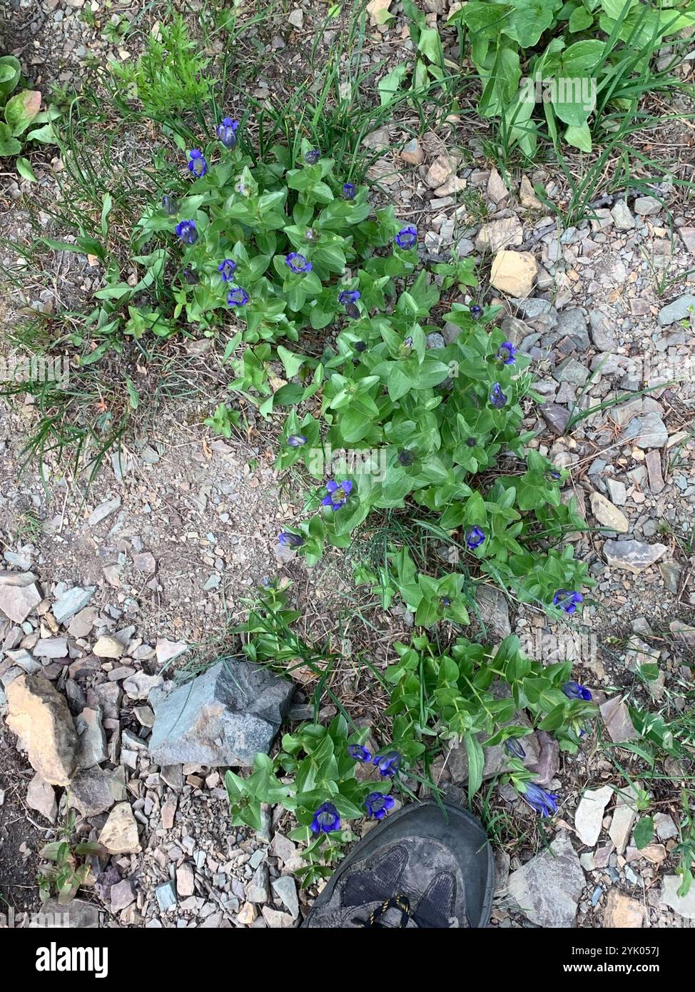 Mountain Bog Gentian (Gentiana calycosa Stock Photo - Alamy