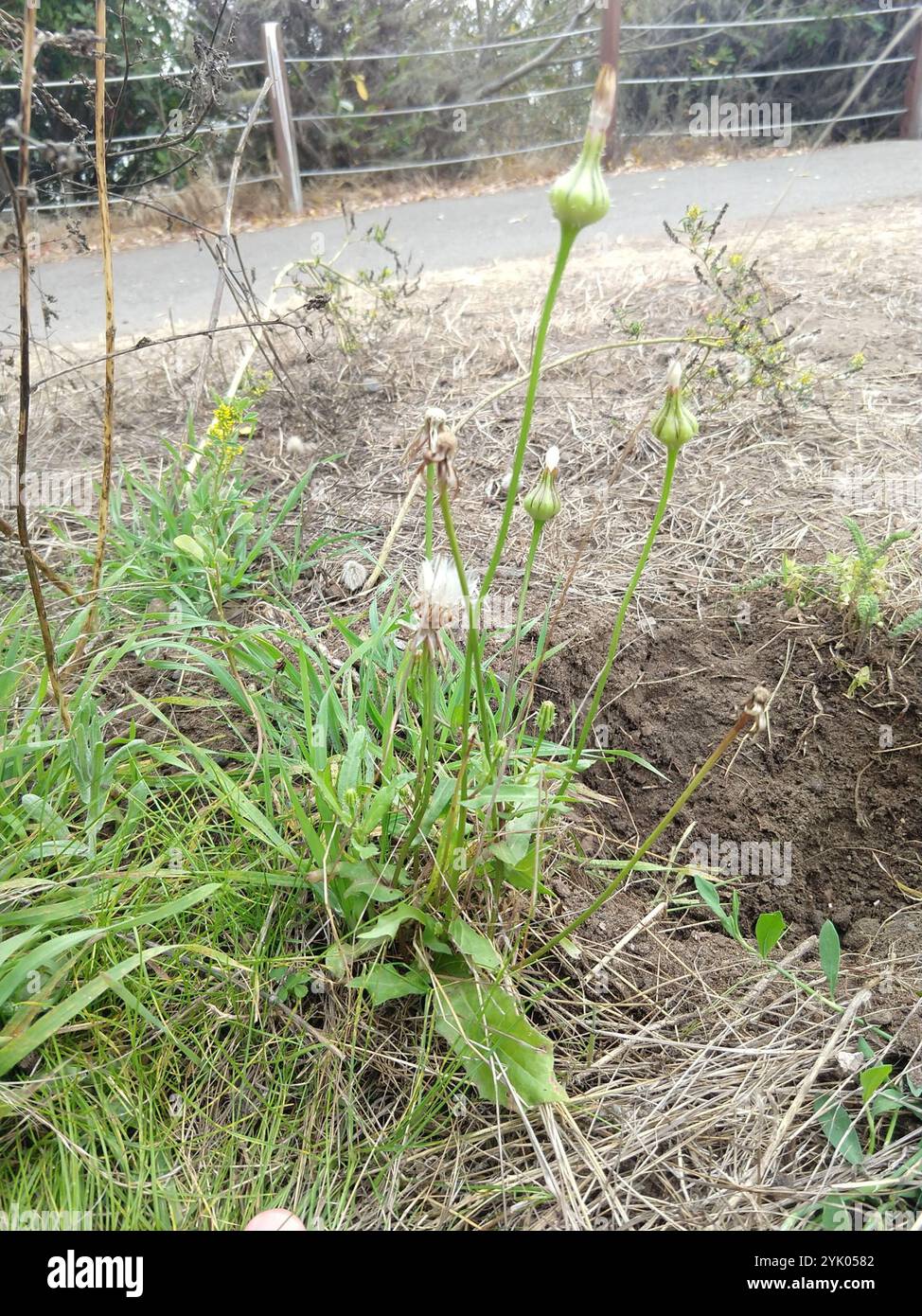 Urospermum picroides hi-res stock photography and images - Alamy