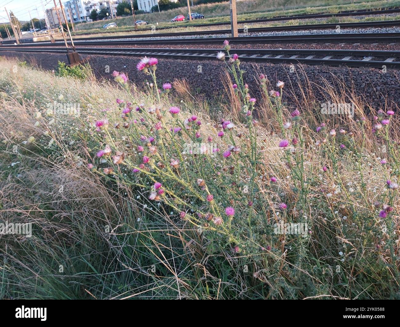 Broad winged thistle hi-res stock photography and images - Alamy