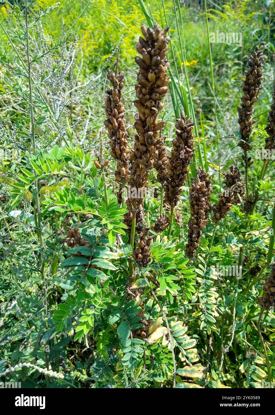Canadian milkvetch astragalus canadensis hi-res stock photography and ...