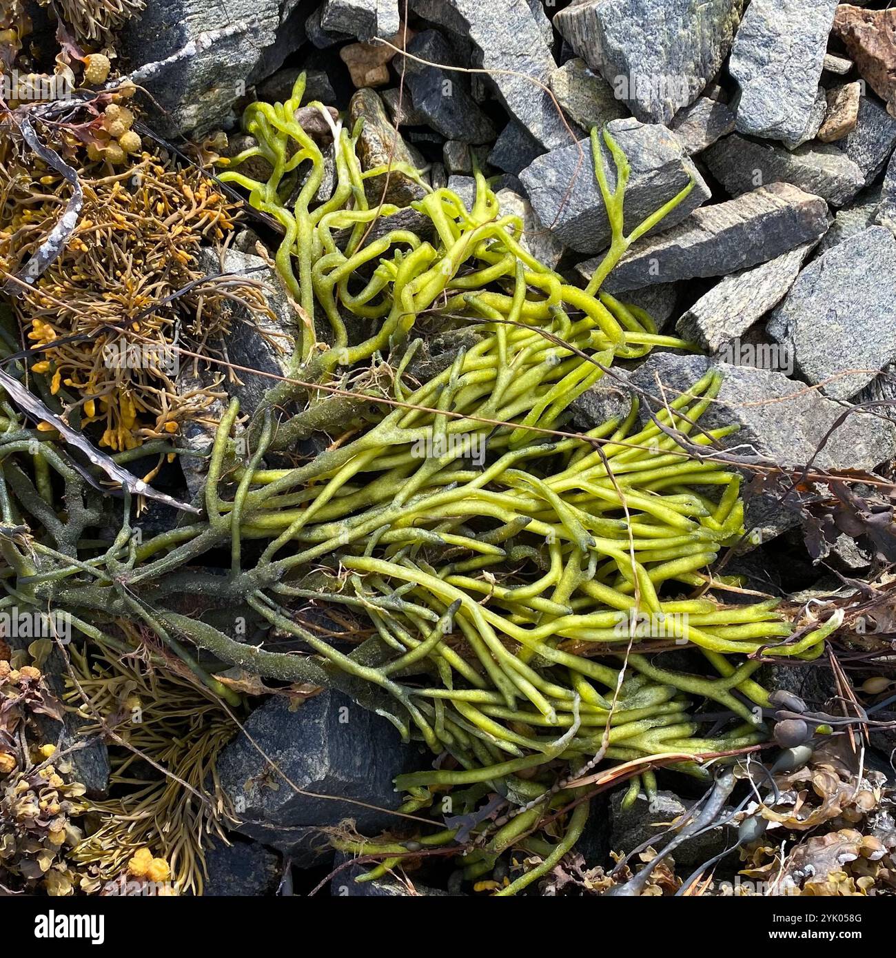Dead Man's Fingers (Codium fragile Stock Photo - Alamy