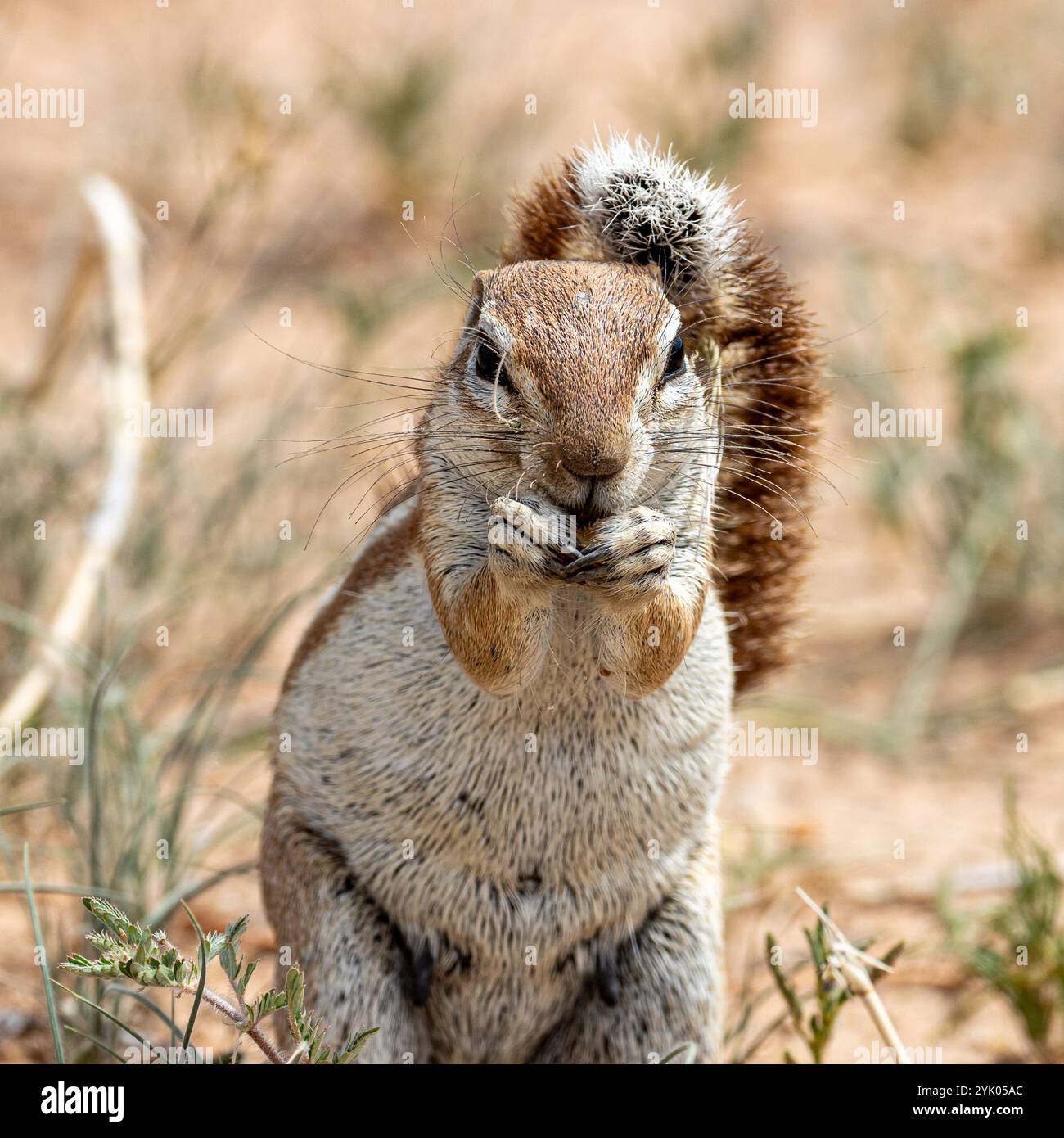 South Africa, Botswana, Kgalagadi Transfrontier Park, Cape Ground ...
