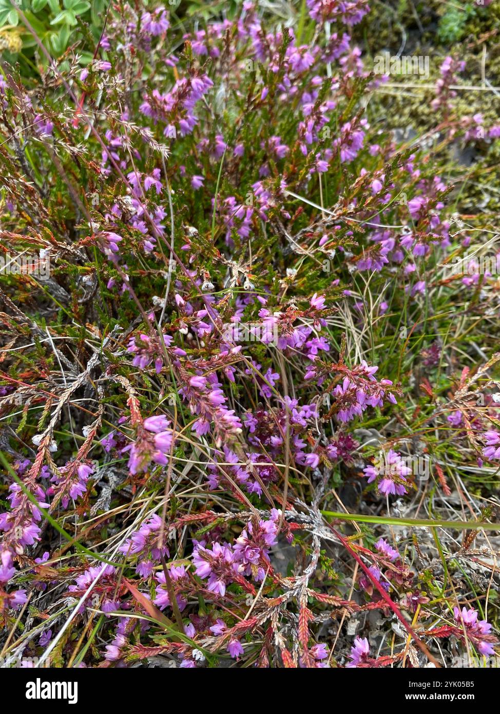 common heather (Calluna vulgaris Stock Photo - Alamy