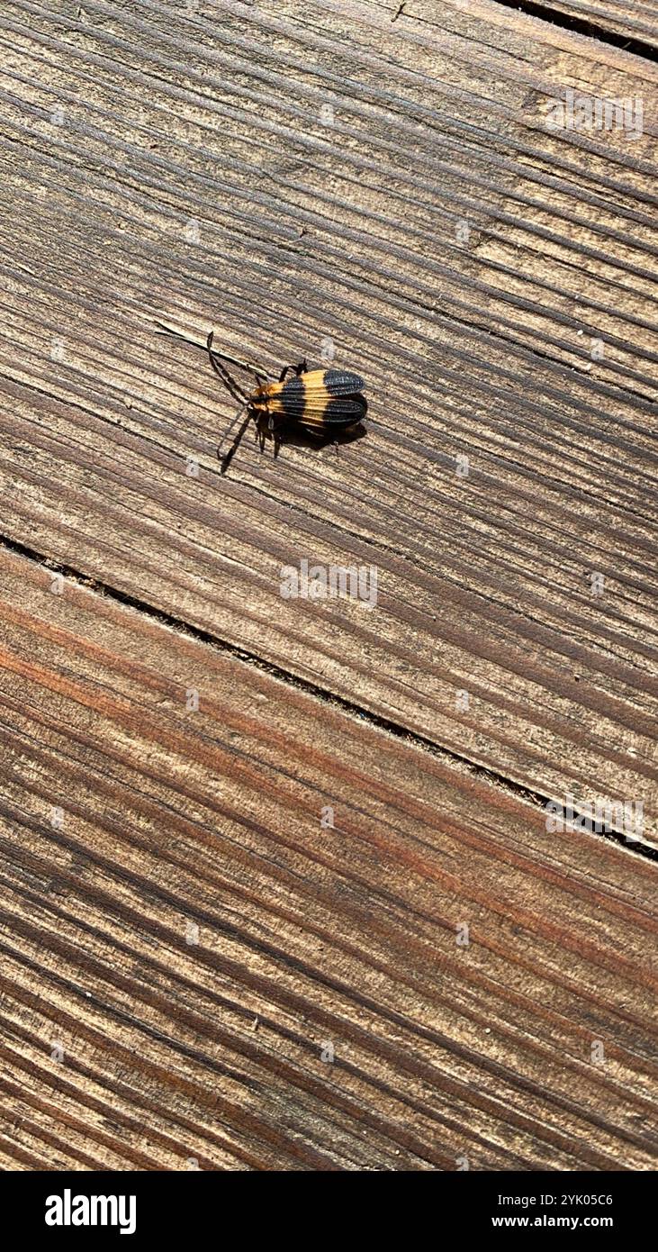 Reticulated net winged beetle hi-res stock photography and images - Alamy