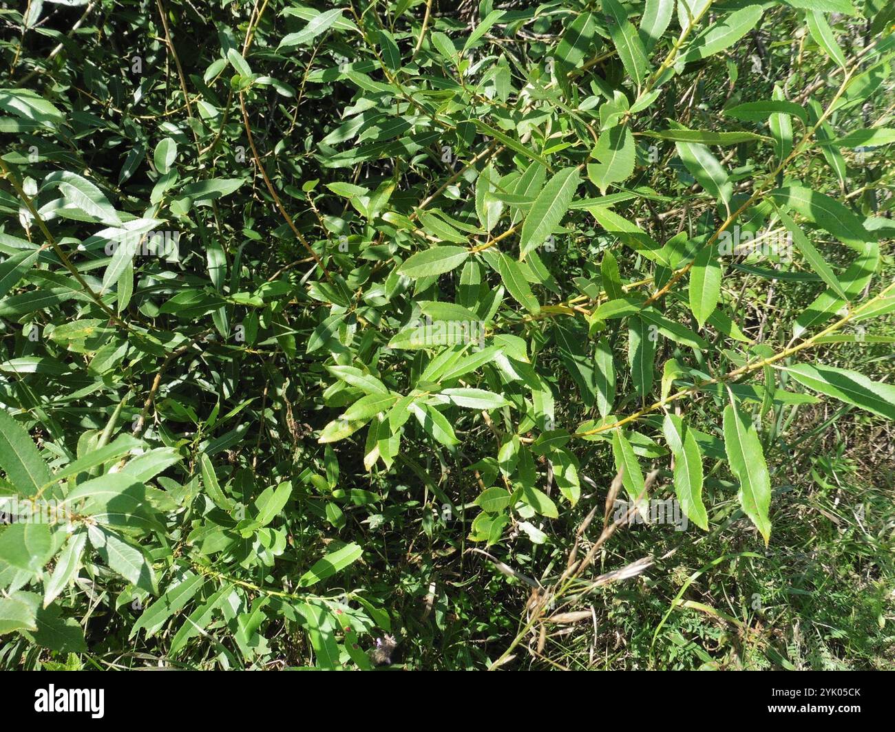 Almond Willow (Salix triandra Stock Photo - Alamy