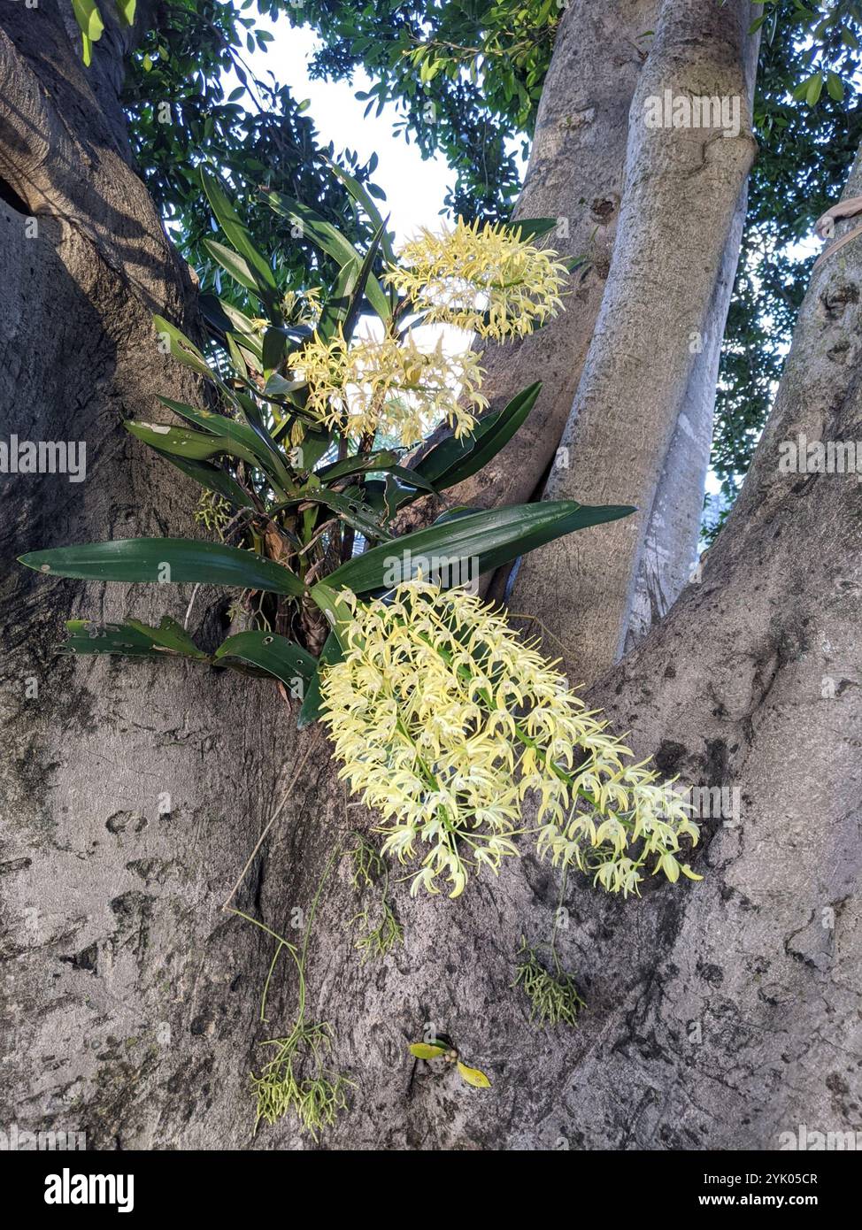 rock orchid (Dendrobium speciosum Stock Photo - Alamy