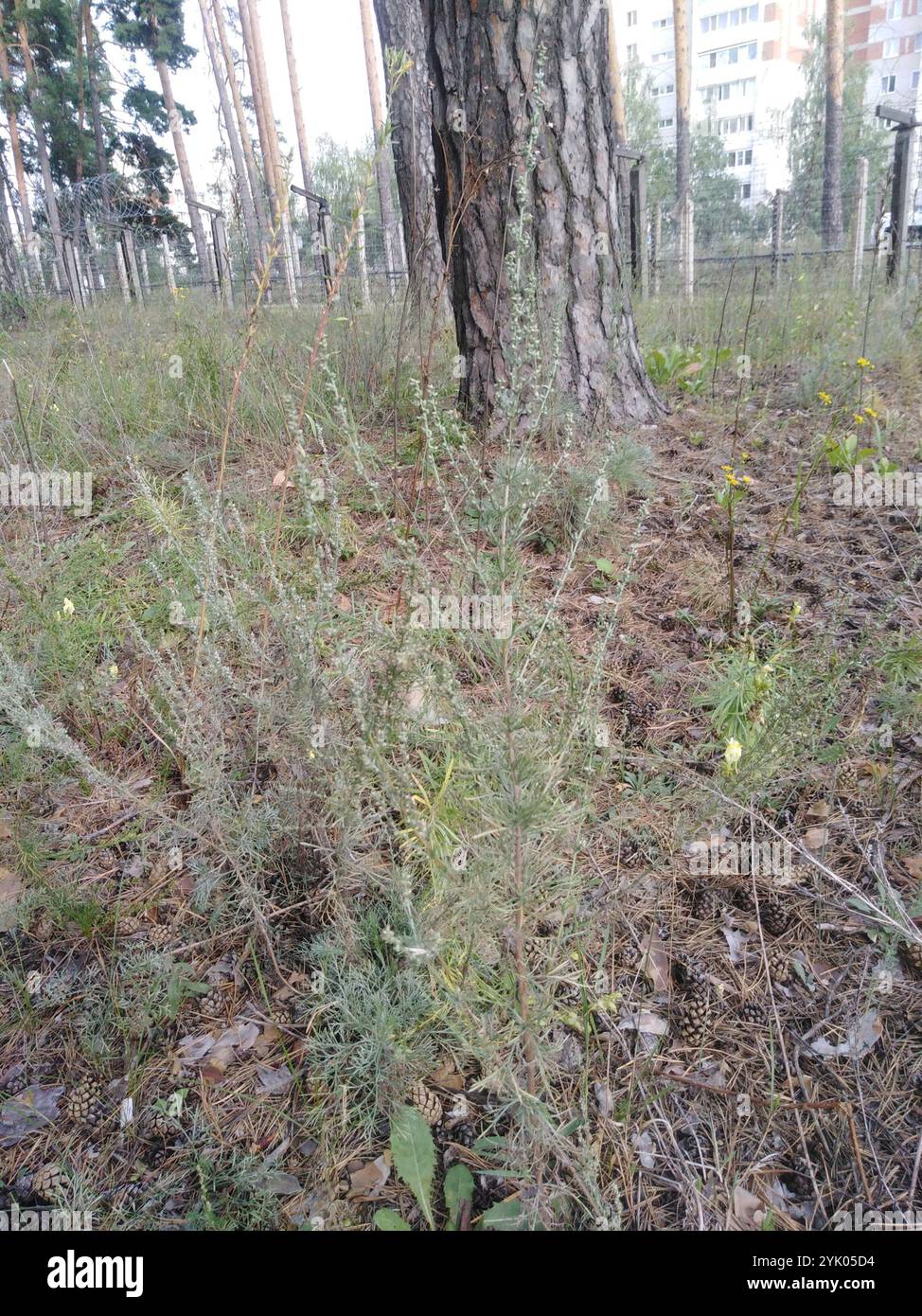 Field Sagewort (Artemisia campestris Stock Photo - Alamy