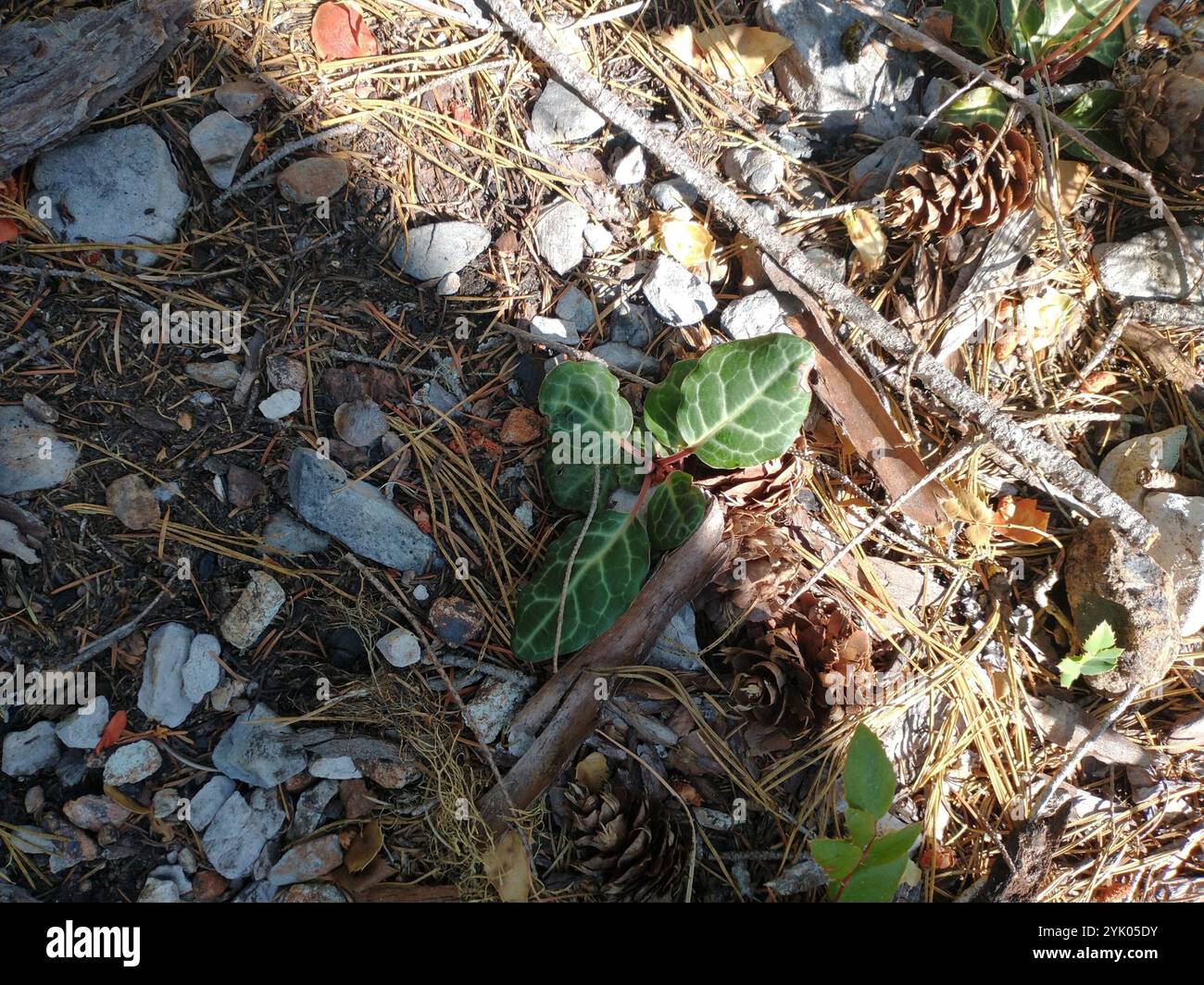 white-veined wintergreen (Pyrola picta Stock Photo - Alamy