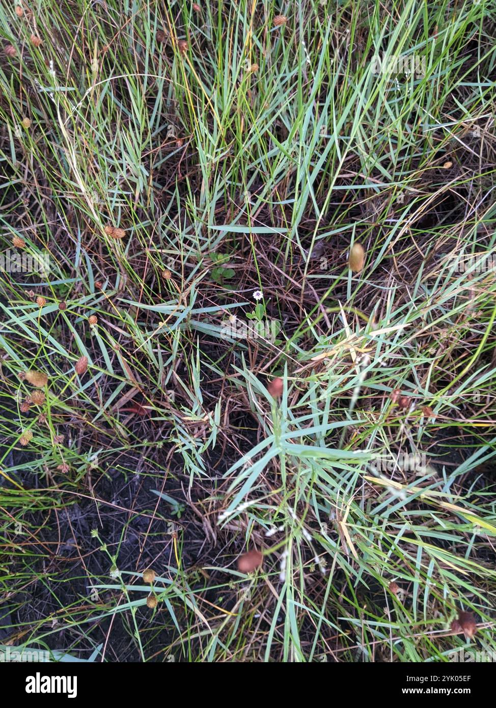 turkey tangle frogfruit (Phyla nodiflora Stock Photo - Alamy