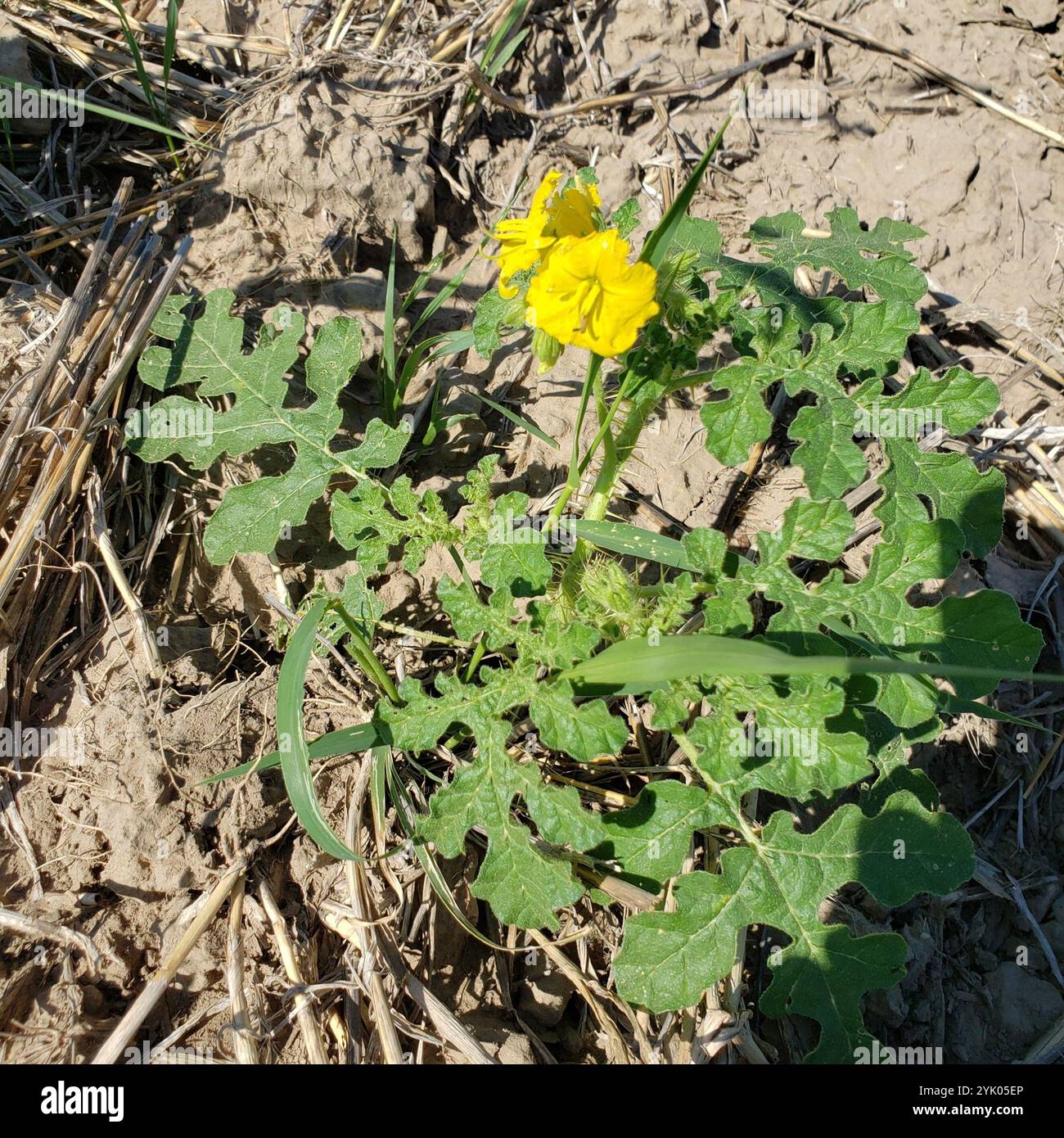 buffalo-bur (Solanum rostratum Stock Photo - Alamy