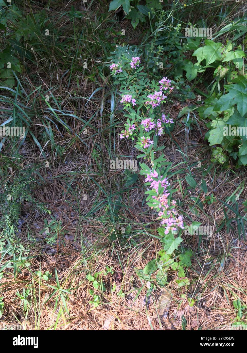 slender bush clover (Lespedeza virginica Stock Photo - Alamy