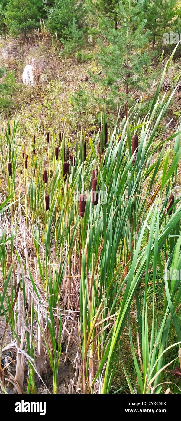 broadleaf cattail (Typha latifolia Stock Photo - Alamy