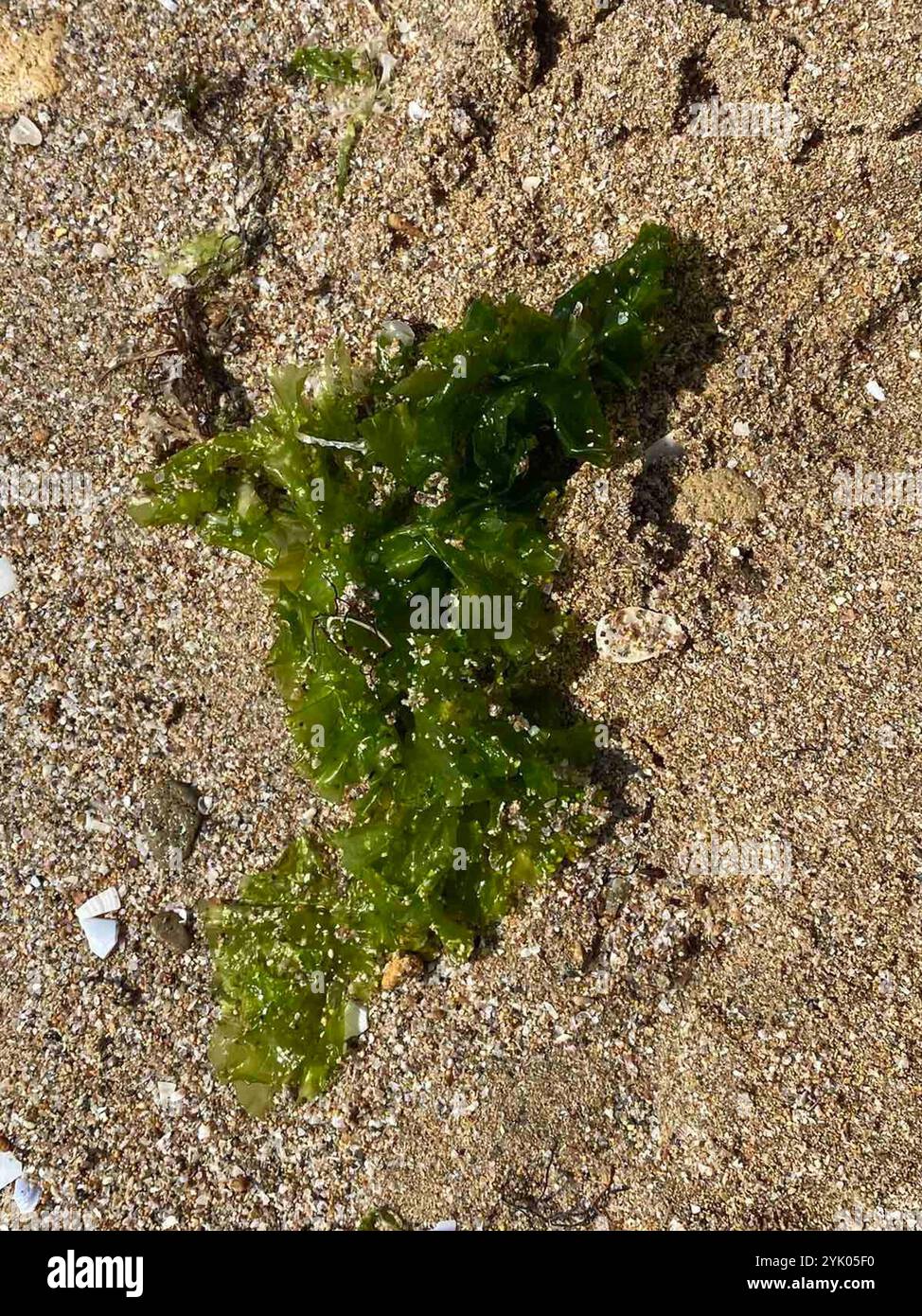 Broadleaf Sea Lettuce (Ulva lactuca Stock Photo - Alamy