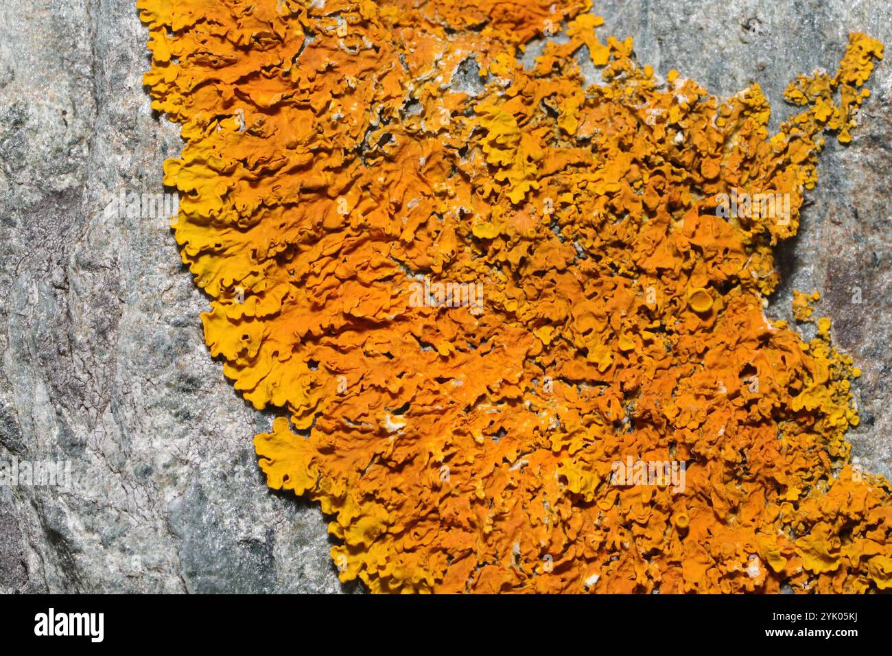 Xanthoria calcicola hi-res stock photography and images - Alamy