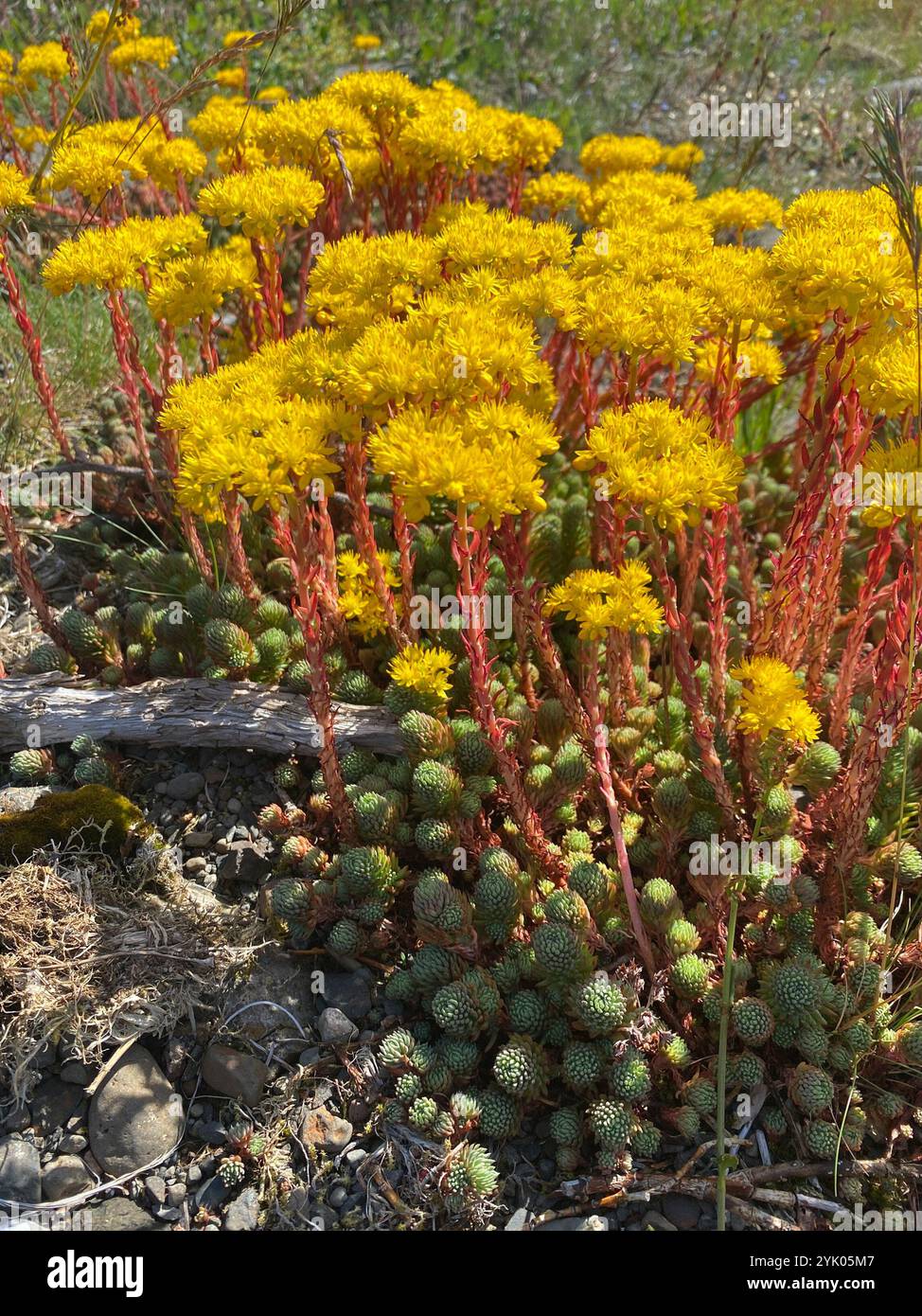Rock Stonecrop (Petrosedum forsterianum Stock Photo - Alamy