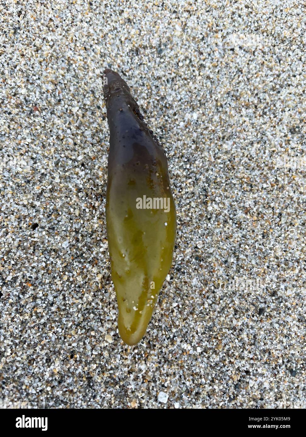 Sea Sacks (Halosaccion glandiforme Stock Photo - Alamy