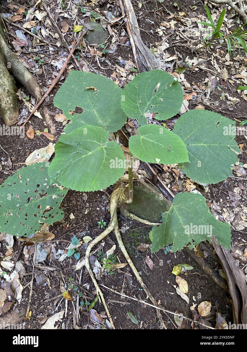 Giant Stinging Tree (Dendrocnide excelsa Stock Photo - Alamy