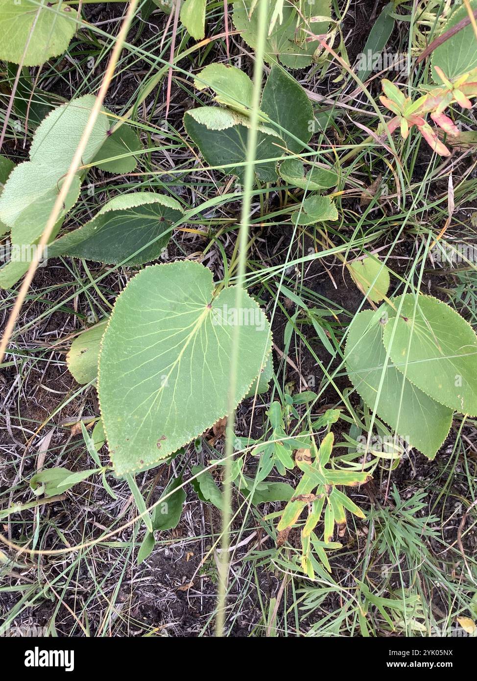 heart-leaf golden Alexanders (Zizia aptera Stock Photo - Alamy