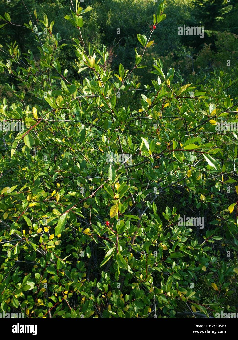 Prunus emarginata hi-res stock photography and images - Alamy