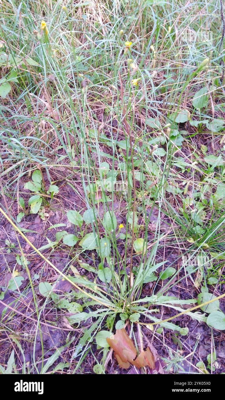 Autumn Hawkbit (Scorzoneroides autumnalis Stock Photo - Alamy