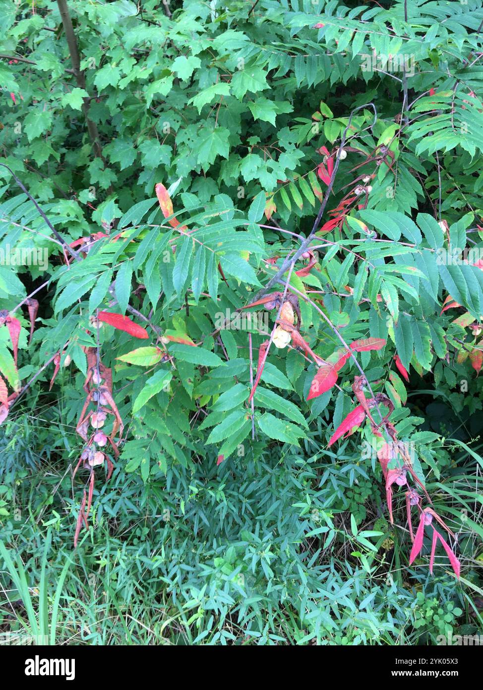 Sumac Gall Aphid (Melaphis rhois Stock Photo - Alamy