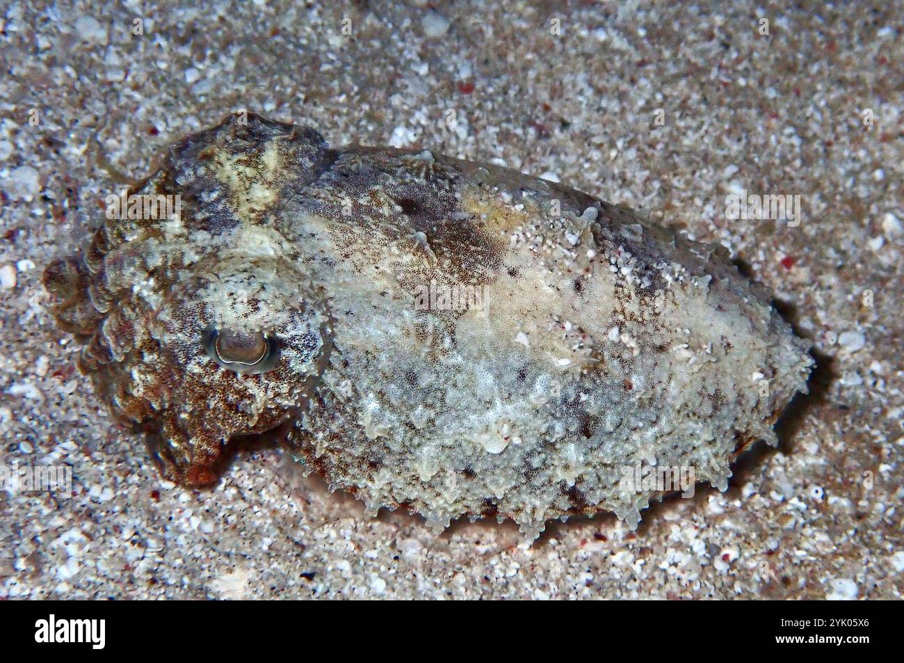 Hooded Cuttlefish (Rhombosepion prashadi Stock Photo - Alamy