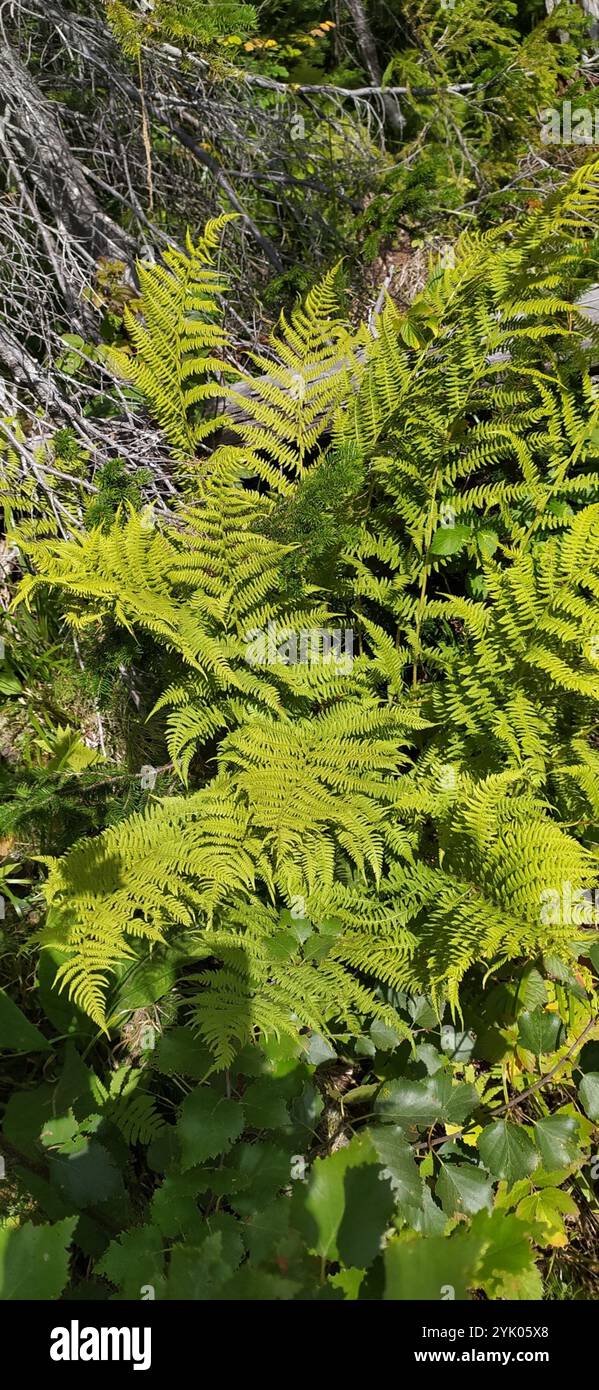 Alpine Lady-fern (Athyrium distentifolium Stock Photo - Alamy