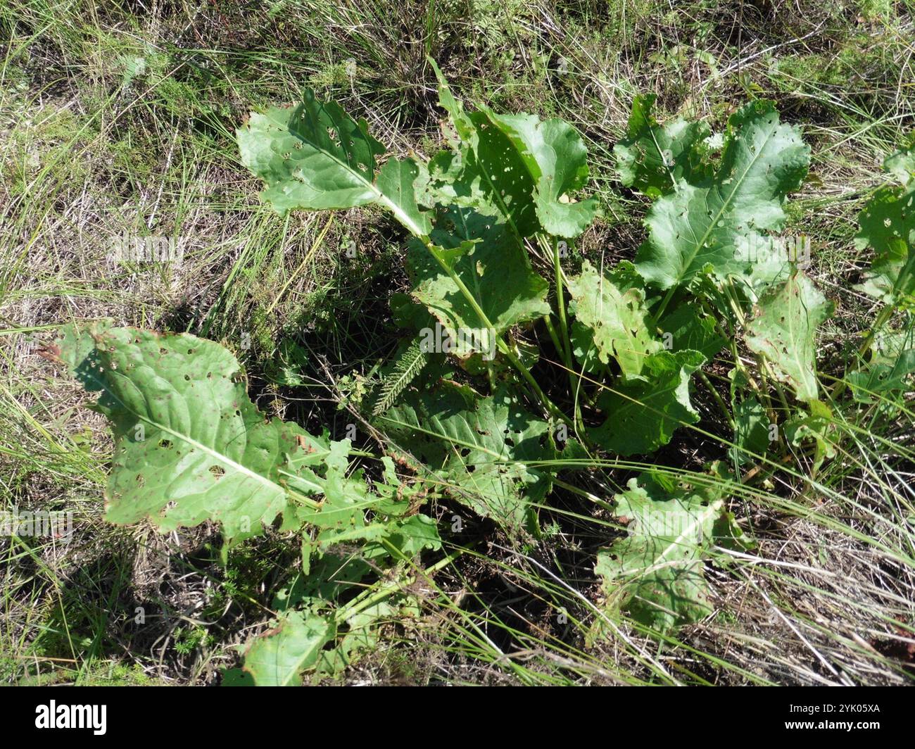 Russian Dock (Rumex confertus Stock Photo - Alamy