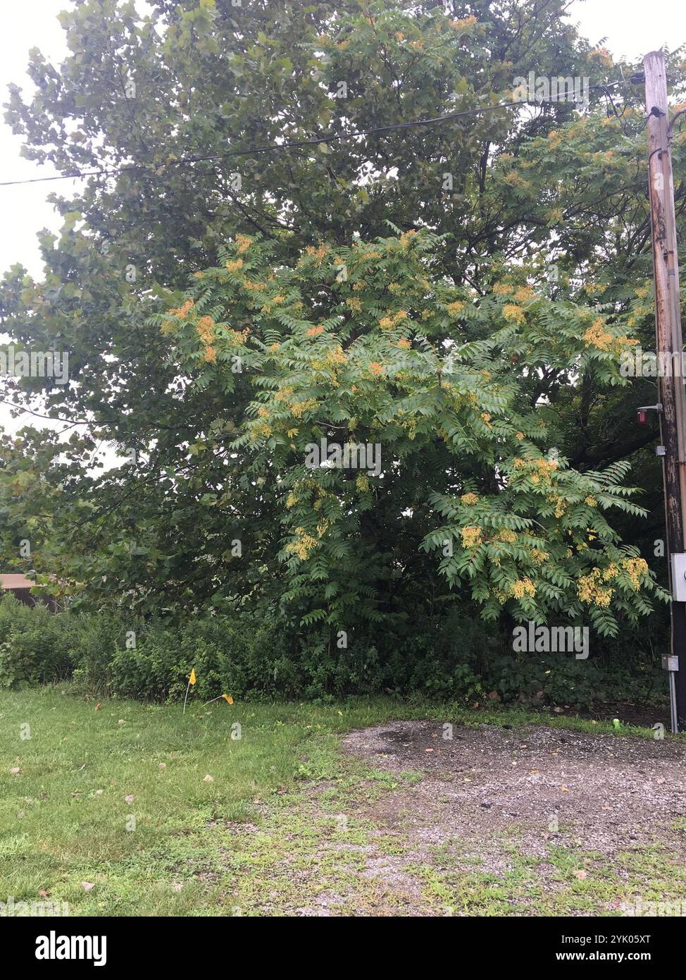 tree-of-heaven (Ailanthus altissima Stock Photo - Alamy