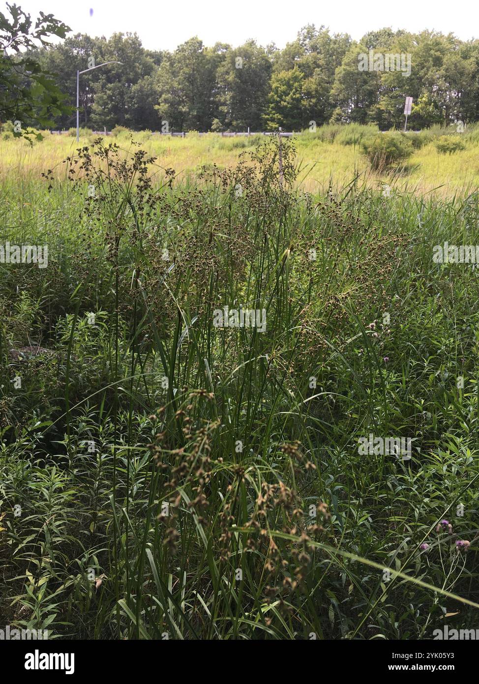 woolgrass (Scirpus cyperinus Stock Photo - Alamy
