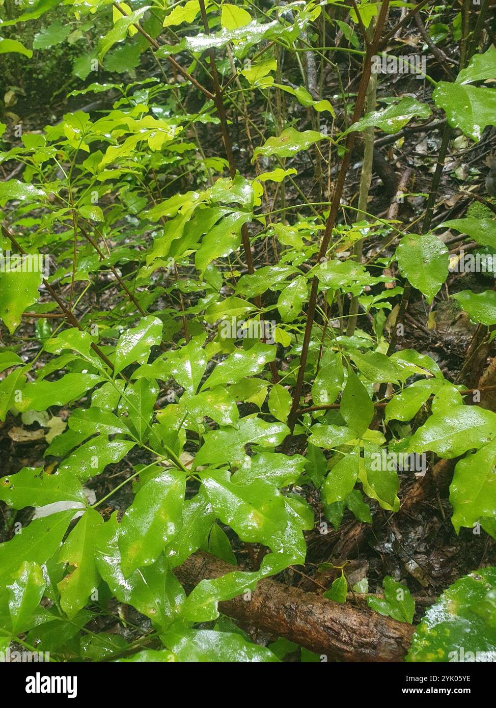 Wharangi (Melicope ternata Stock Photo - Alamy