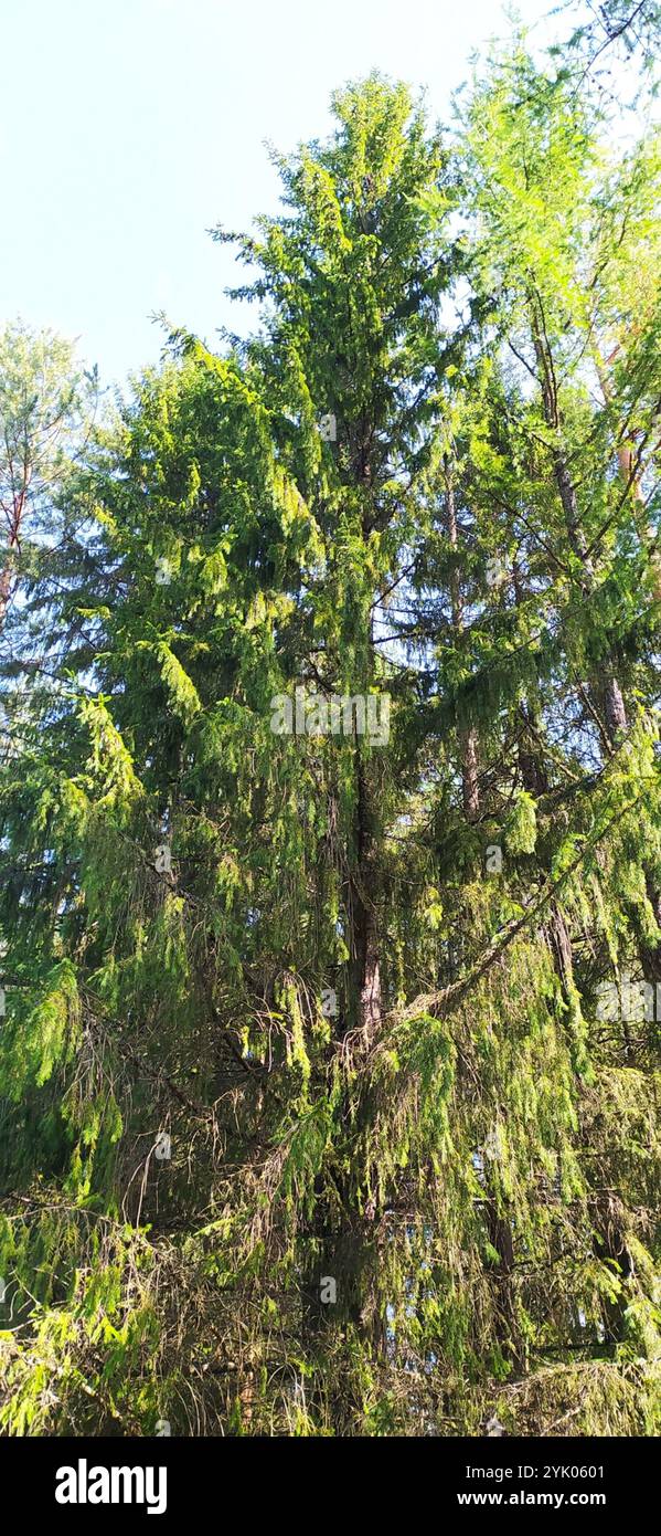 Siberian spruce (Picea obovata Stock Photo - Alamy