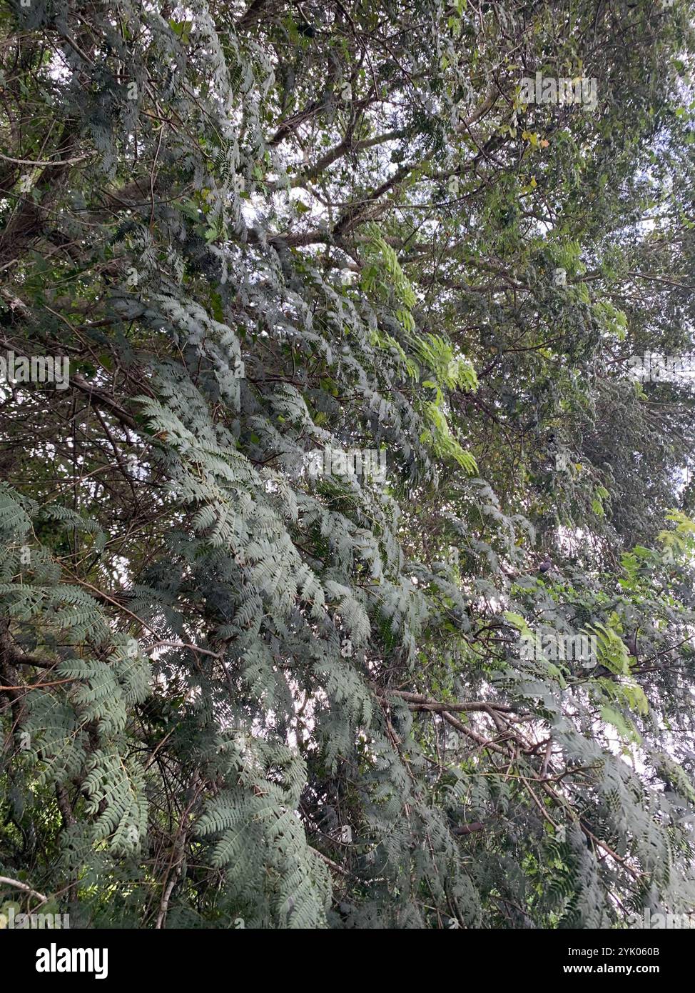 Pacara Earpod Tree (Enterolobium contortisiliquum Stock Photo - Alamy