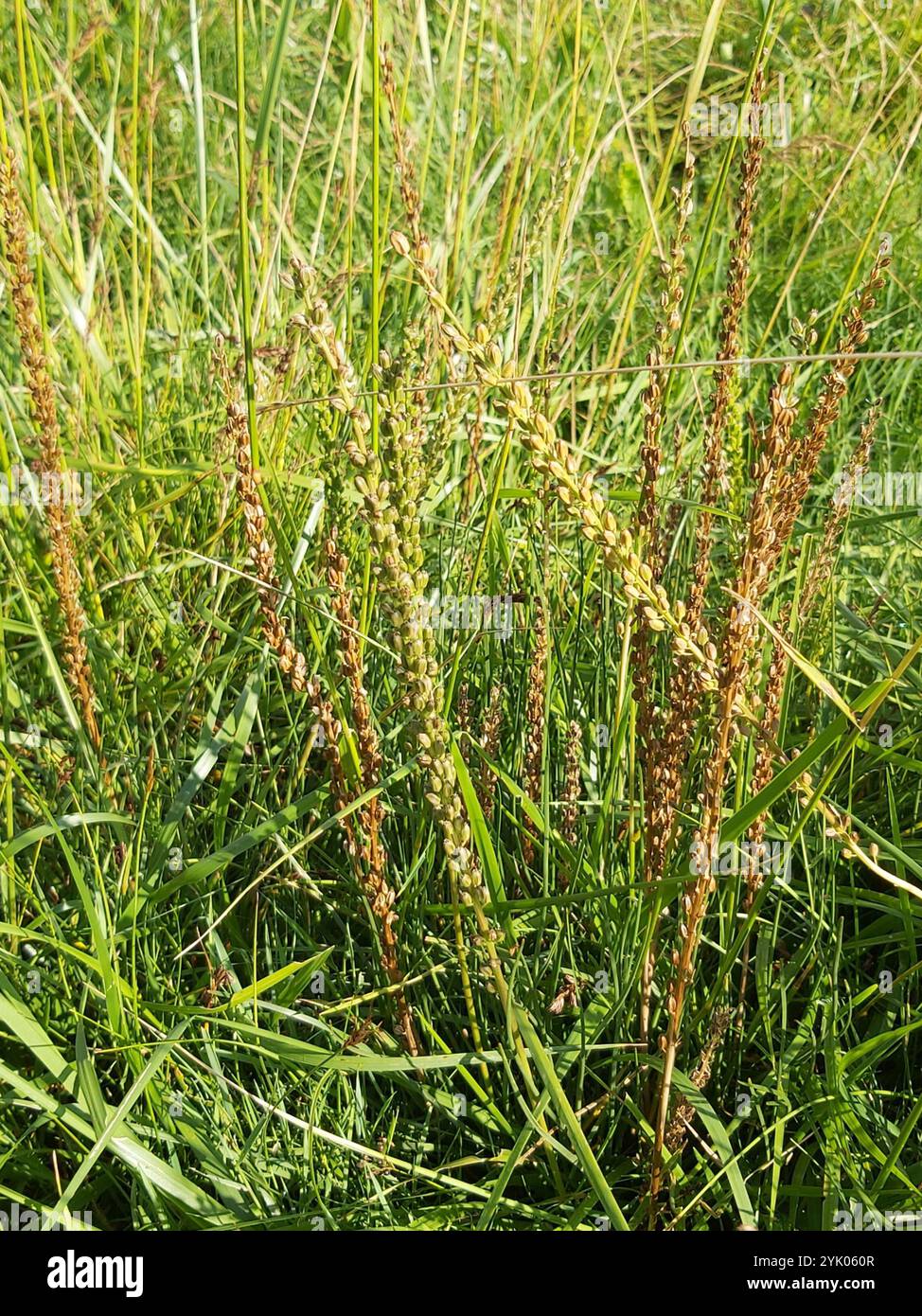 common arrowgrass (Triglochin maritima Stock Photo - Alamy