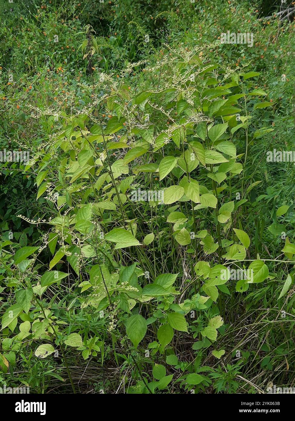 wood nettle (Laportea canadensis Stock Photo - Alamy