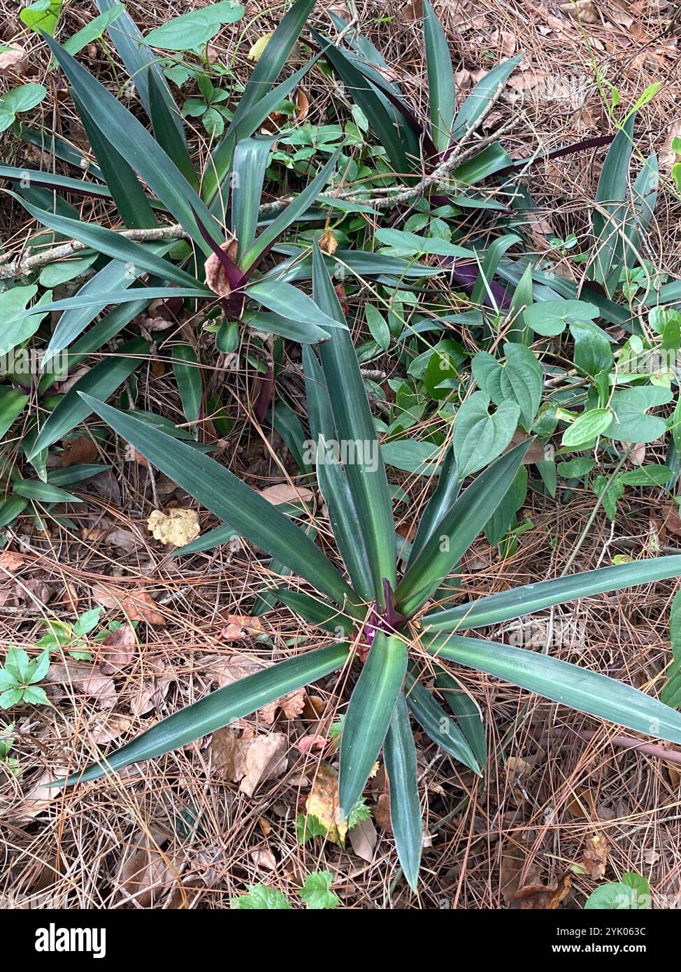 Moses-in-the-cradle (Tradescantia spathacea Stock Photo - Alamy