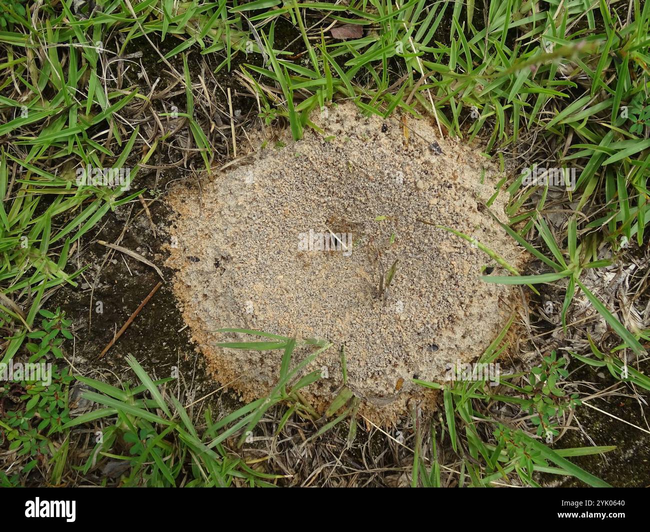 Buren's Pyramid Ant (Dorymyrmex bureni Stock Photo - Alamy