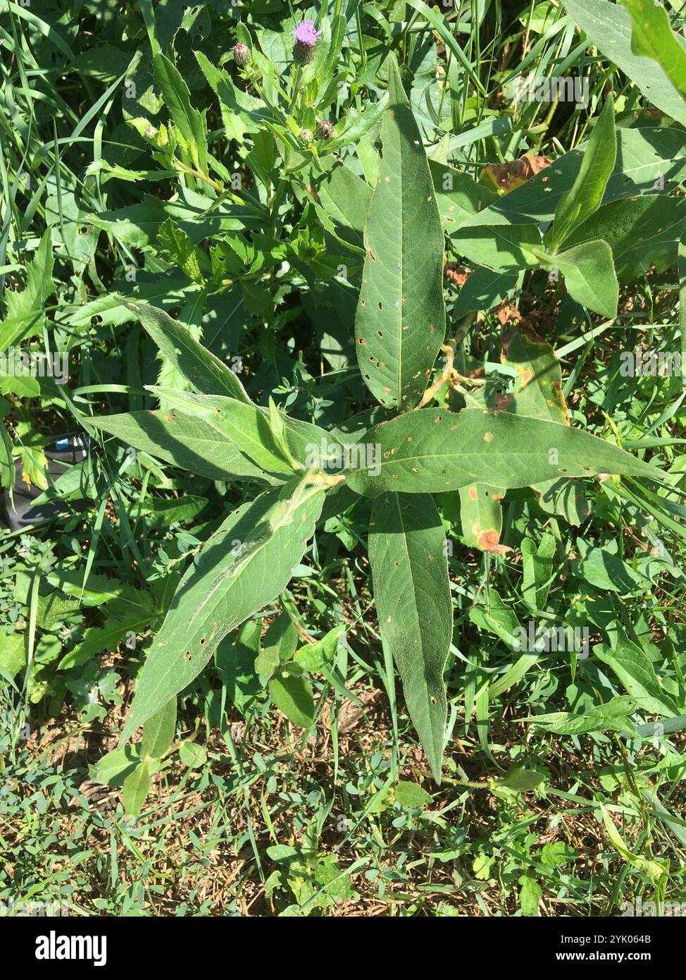 longroot smartweed (Persicaria amphibia emersa Stock Photo - Alamy