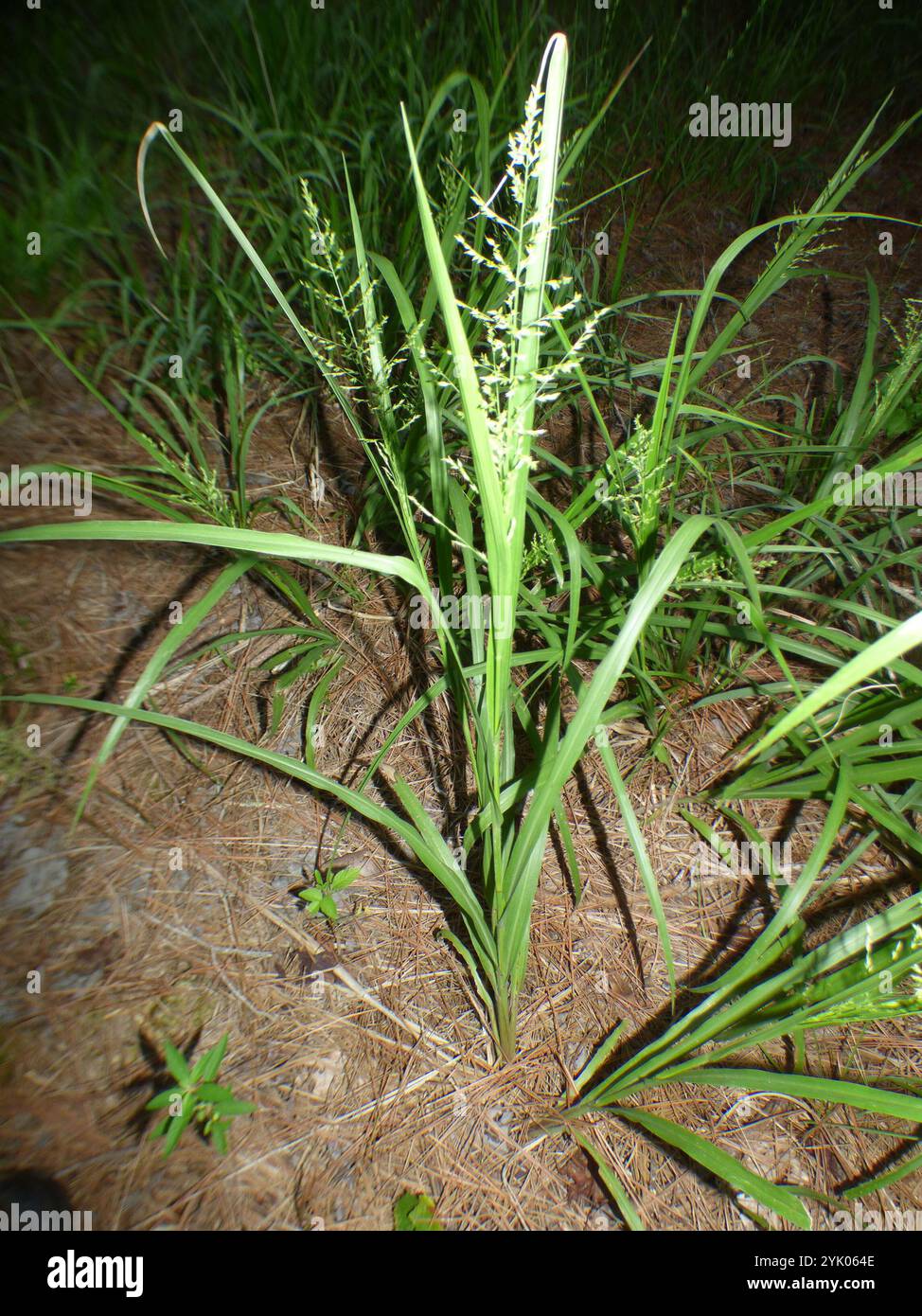 beaked panicum (Coleataenia anceps Stock Photo - Alamy