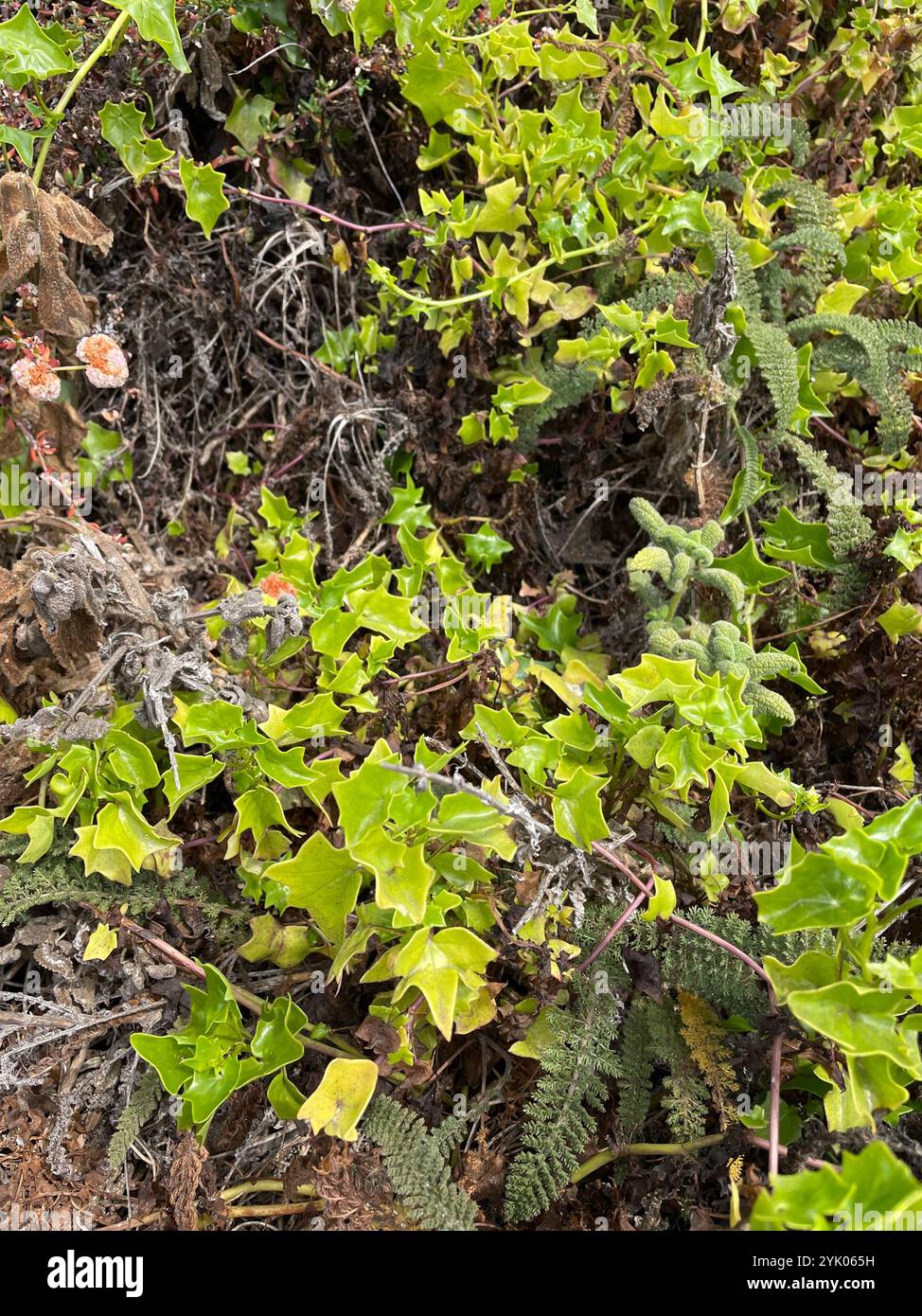 Cape-ivy (Delairea odorata Stock Photo - Alamy